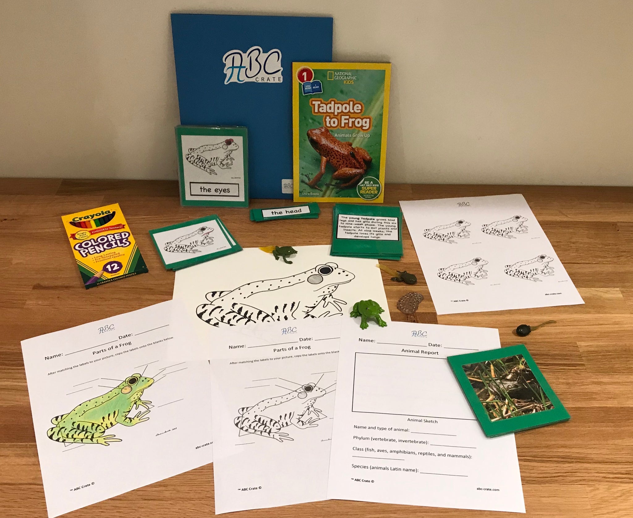 Frogs and Amphibians Kit – ABC Crate
