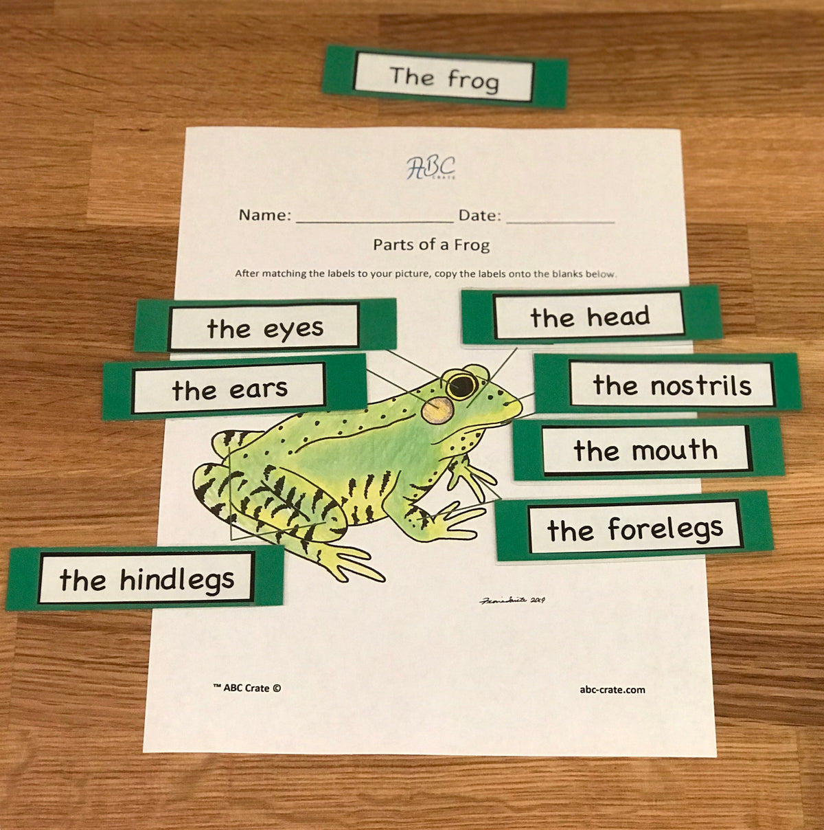 Frogs and Amphibians Kit – ABC Crate