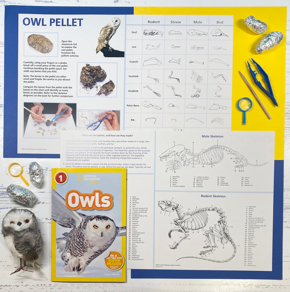 Owl Pellet Dissection Kit – ABC Crate