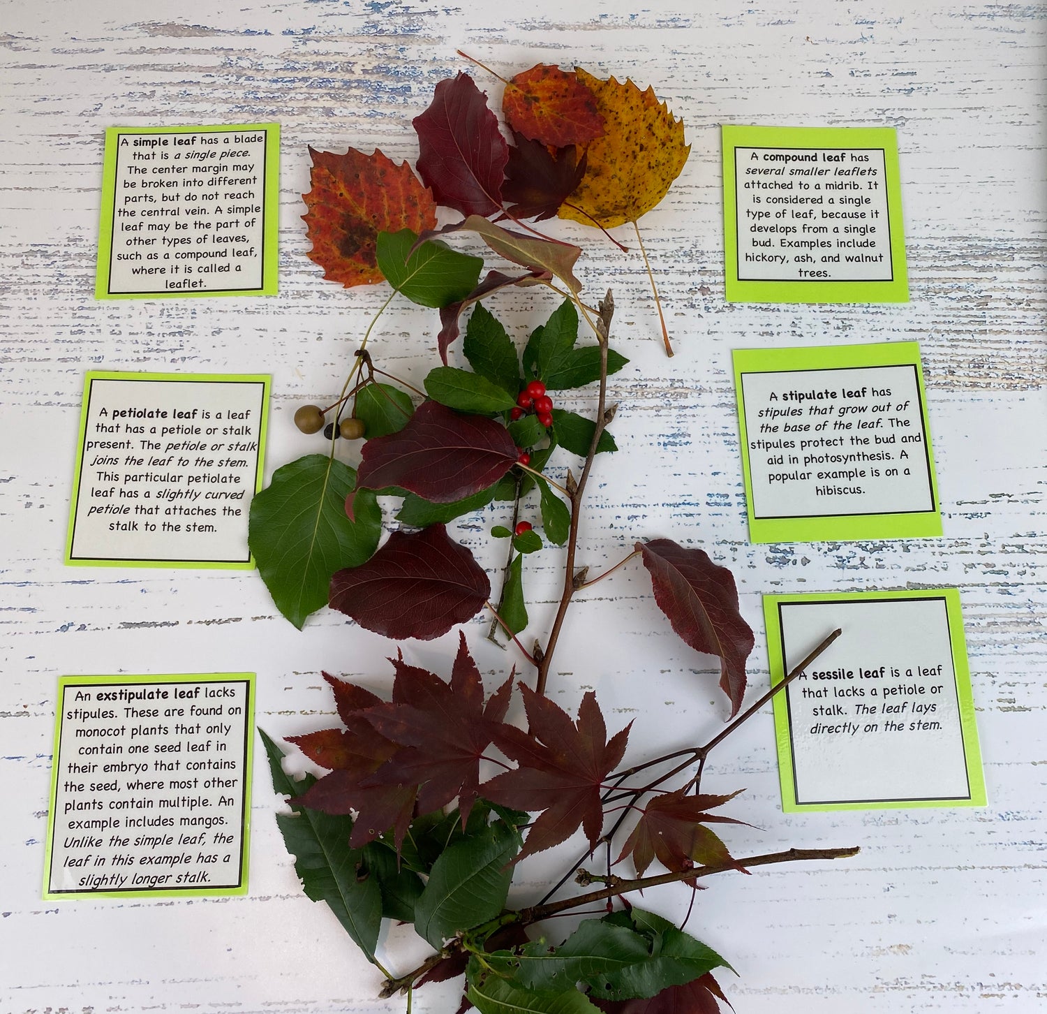 Tree and Leaves Botany Kit – ABC Crate