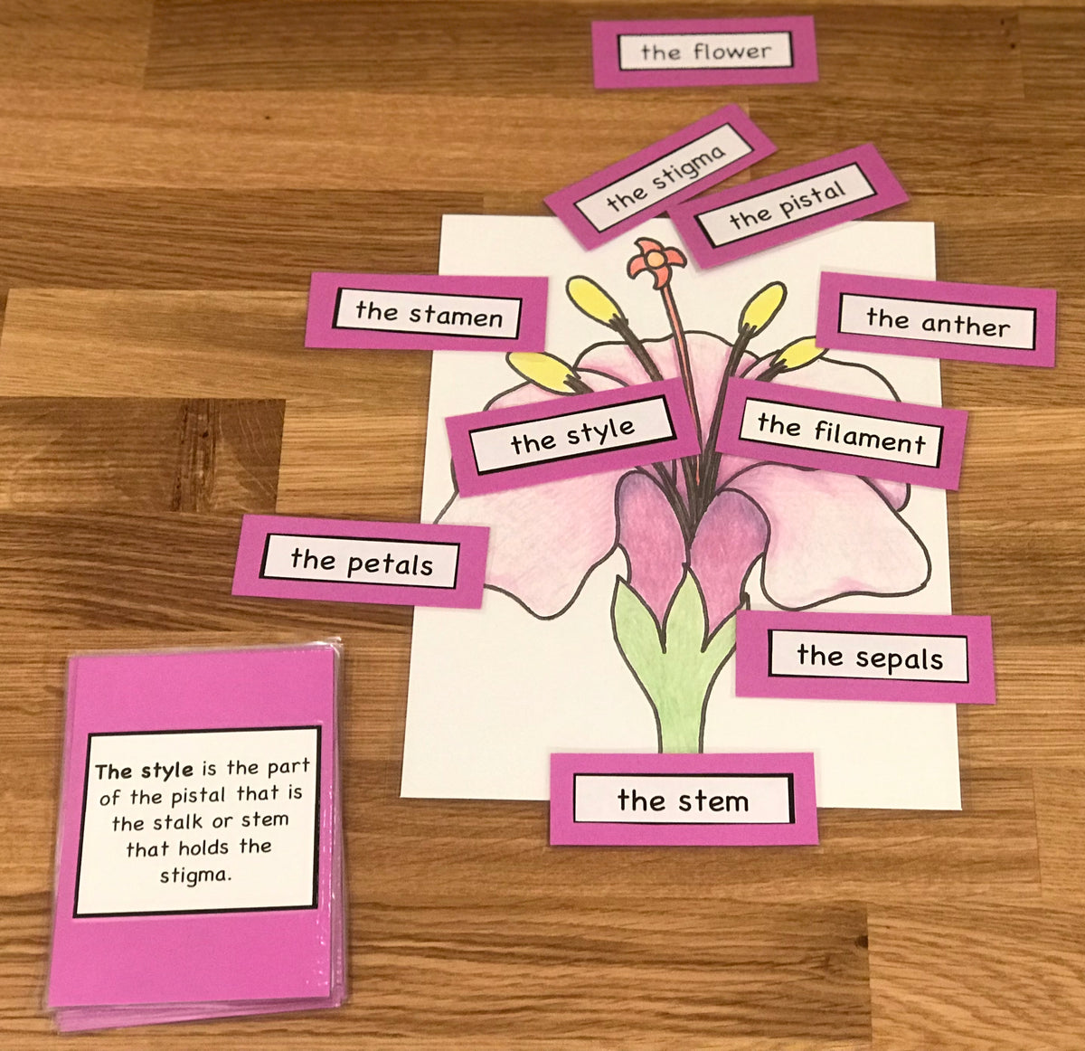 Flower and Seeds Botany Kit – ABC Crate