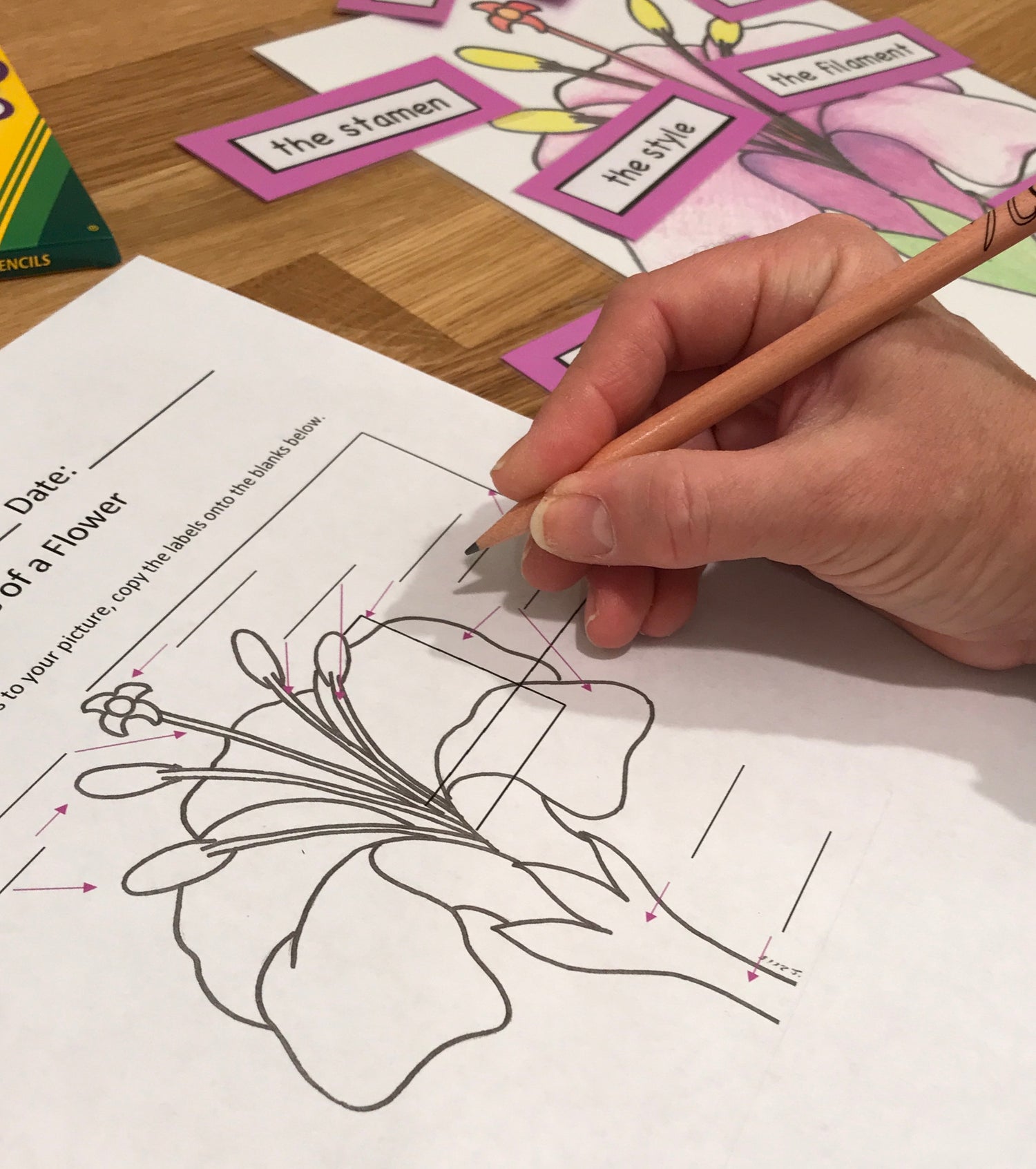 Flower and Seeds Botany Kit – ABC Crate