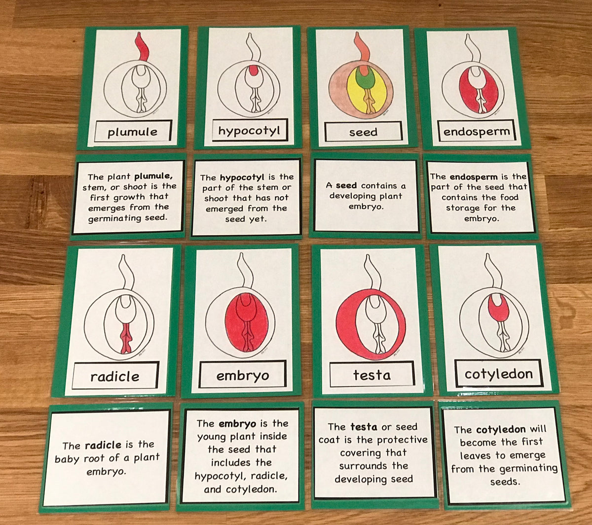 Flower and Seeds Botany Kit – ABC Crate