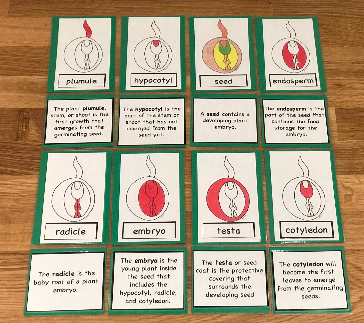 Flower and Seeds Botany Kit – ABC Crate