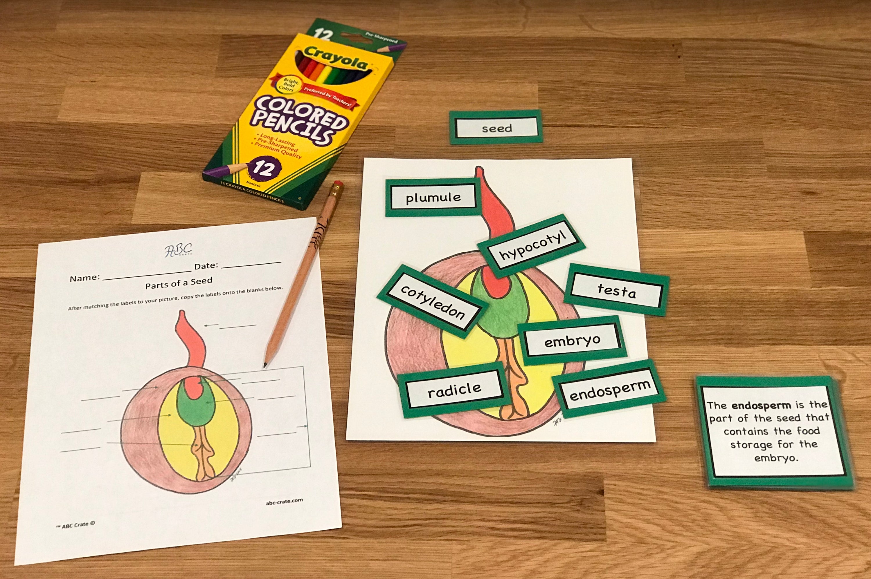 Flower and Seeds Botany Kit – ABC Crate