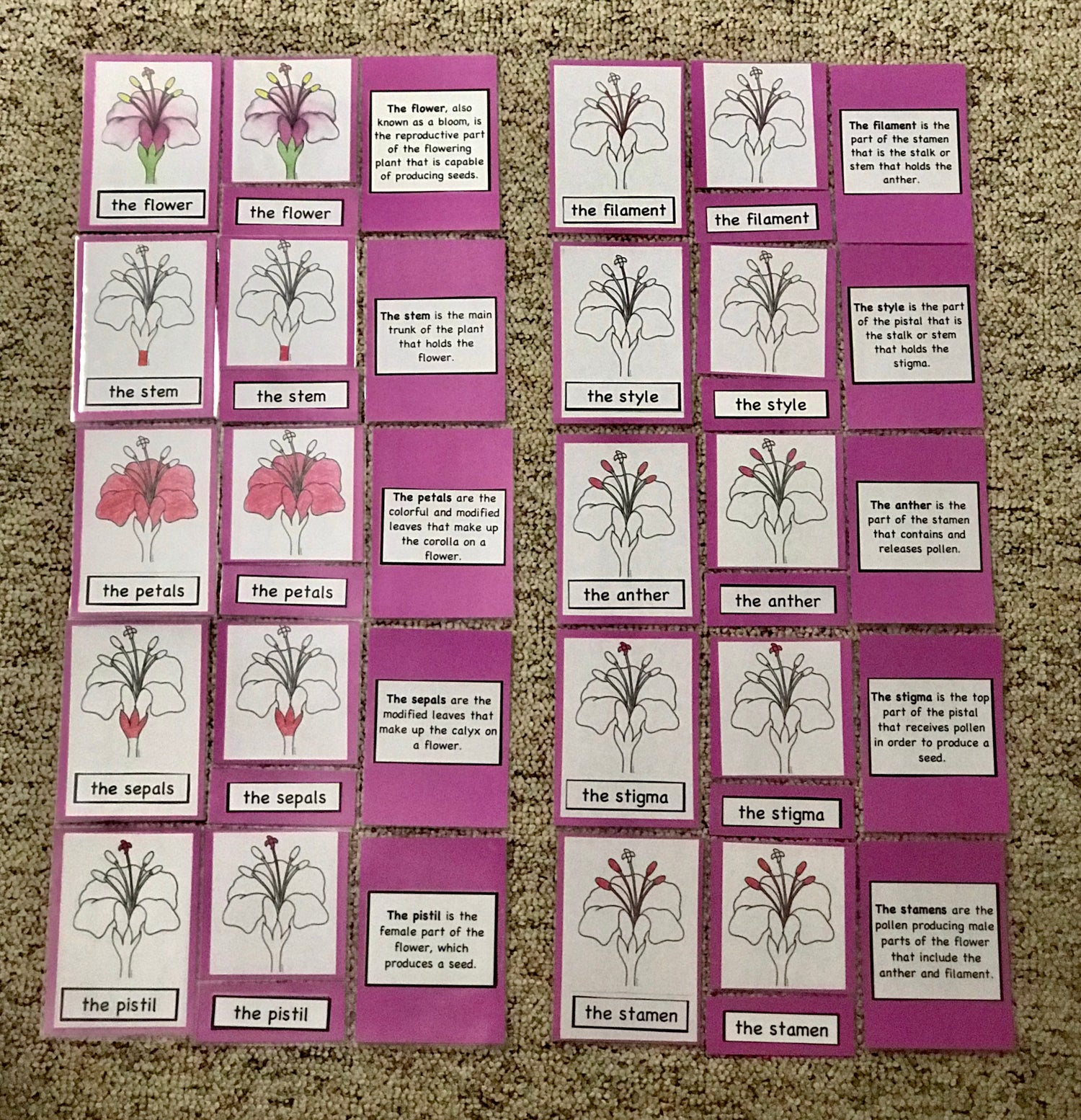 Flower and Seeds Botany Kit – ABC Crate