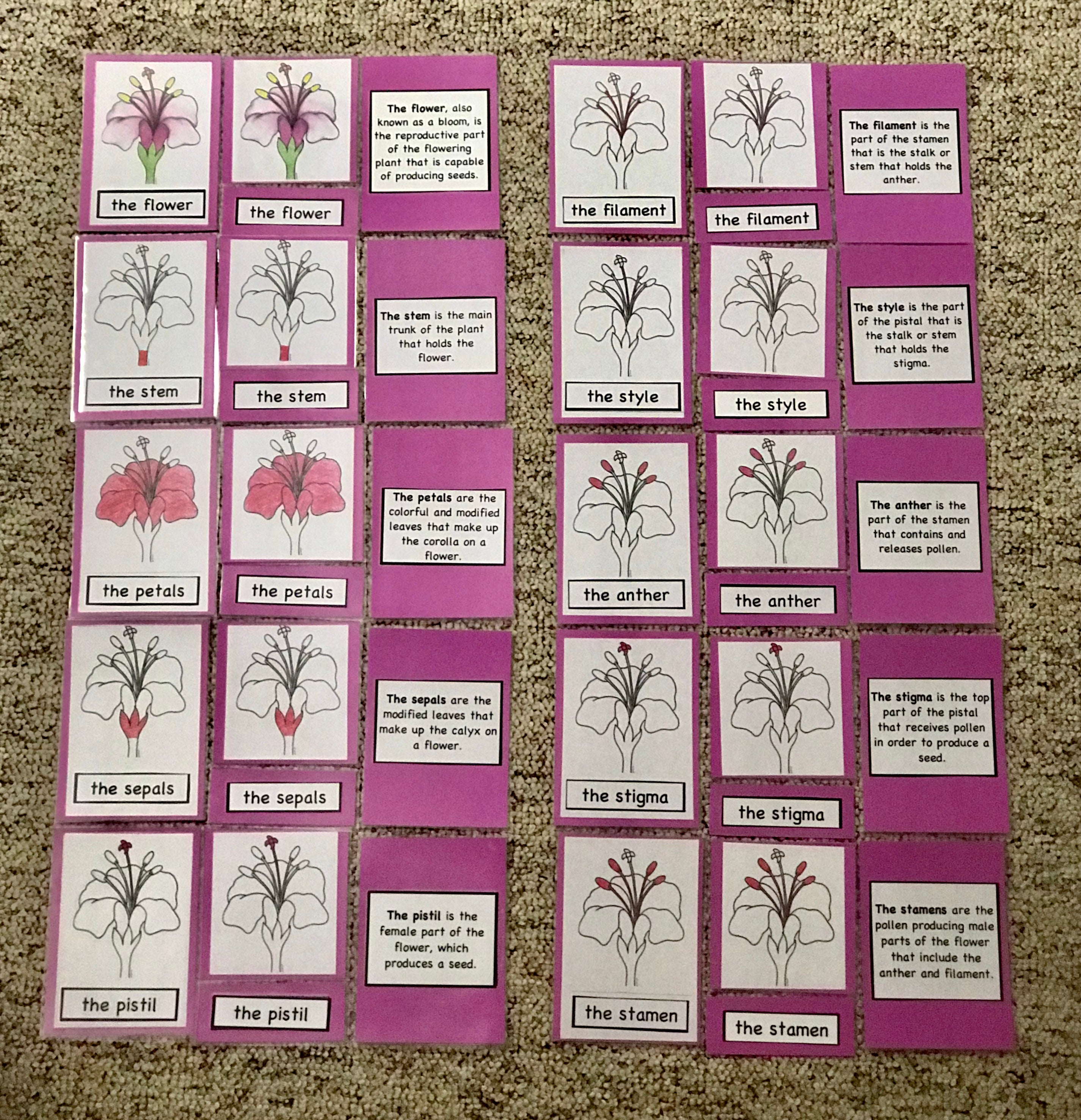 Flower and Seeds Botany Kit – ABC Crate