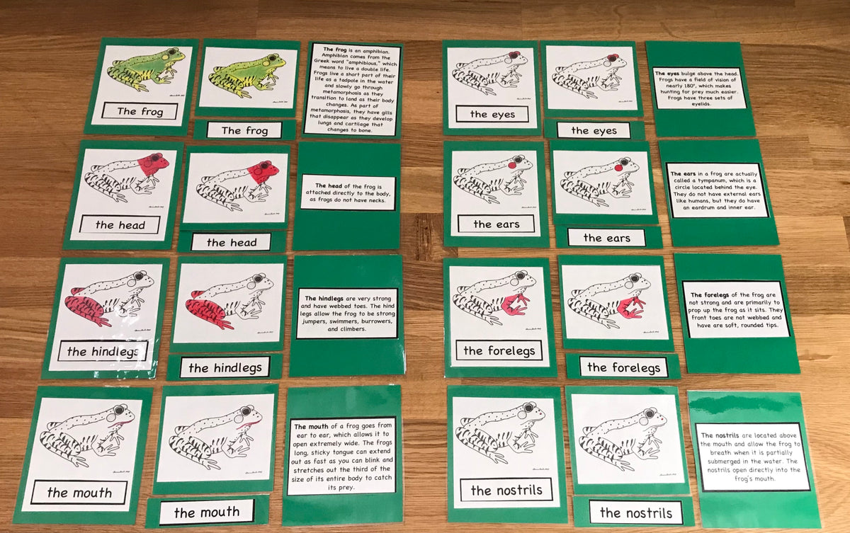 Frogs and Amphibians Kit – ABC Crate