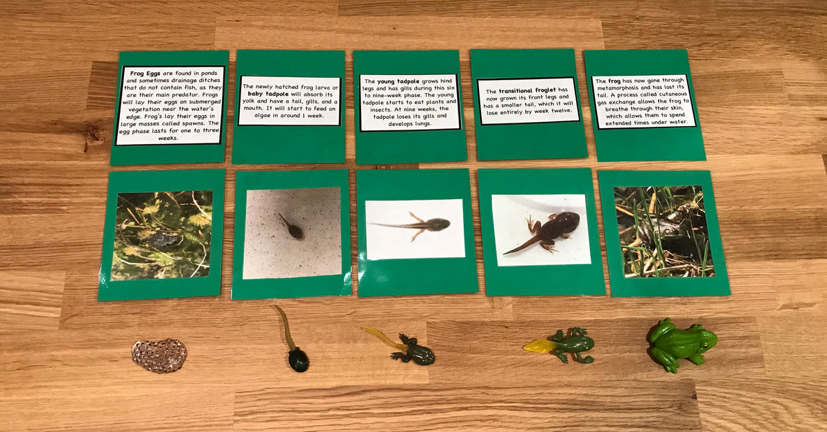 Frogs and Amphibians Kit – ABC Crate