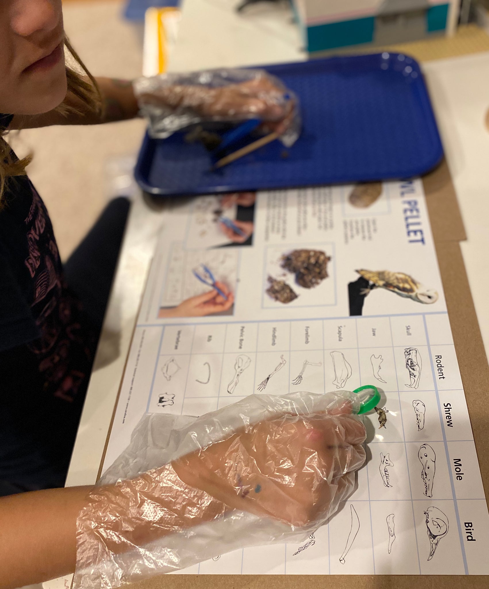 Owl Pellet Dissection Kit – ABC Crate