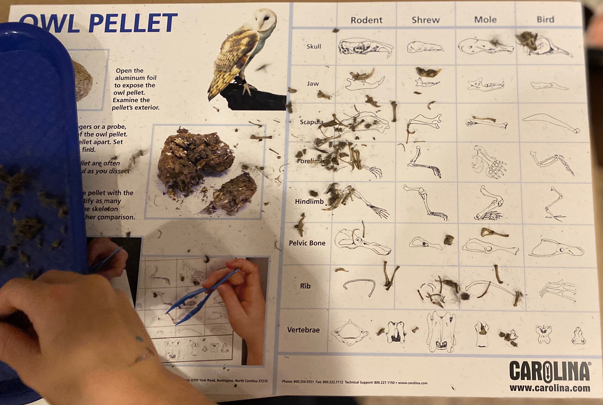 Owl Pellet Dissection Kit – ABC Crate