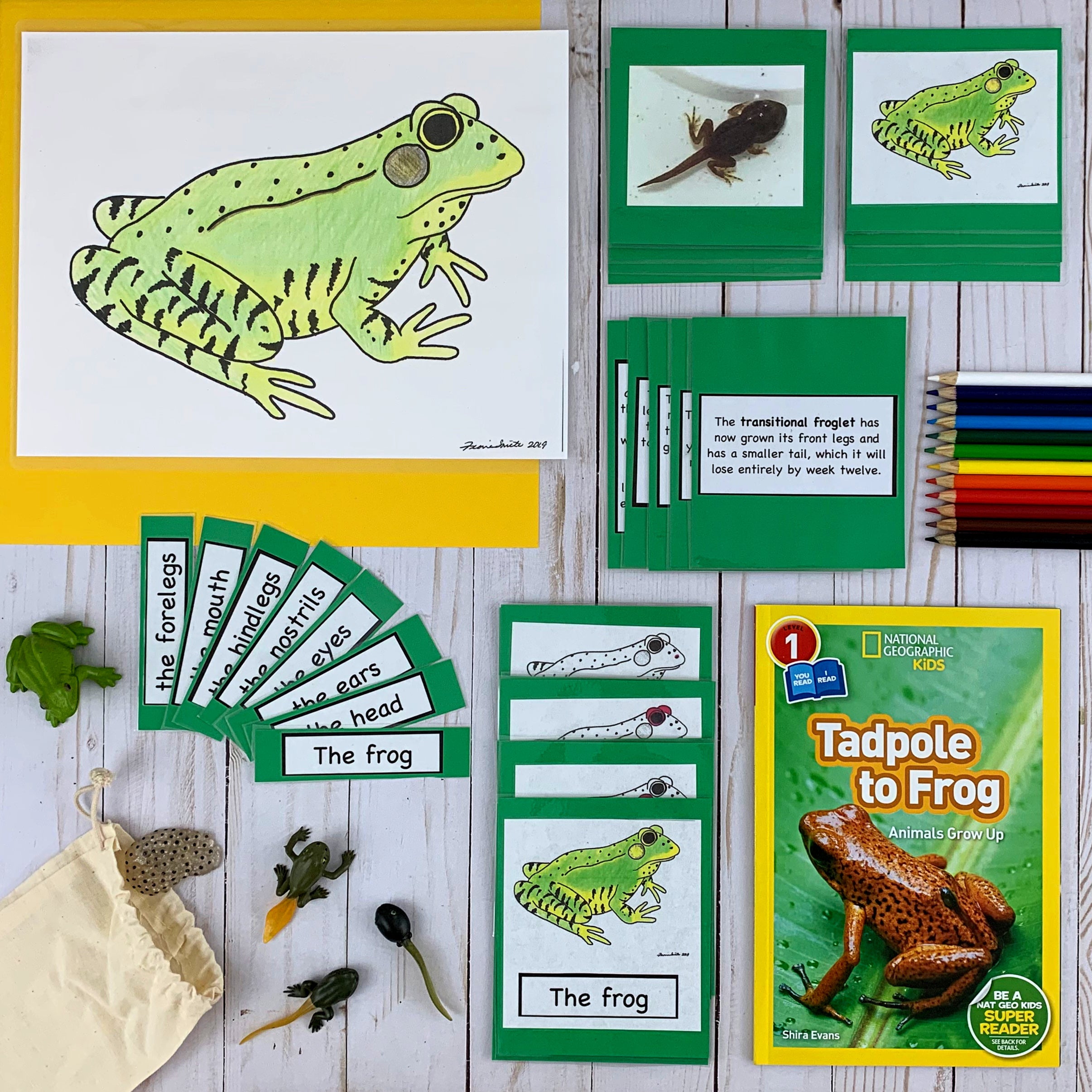 Frogs and Amphibians Kit – ABC Crate